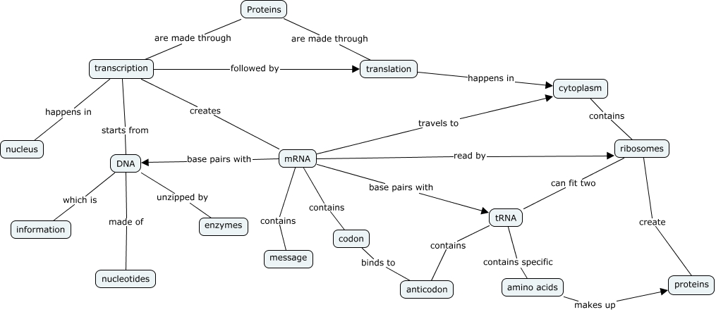 Protein Sythesis Concept Map - What is Protein Synthesis?